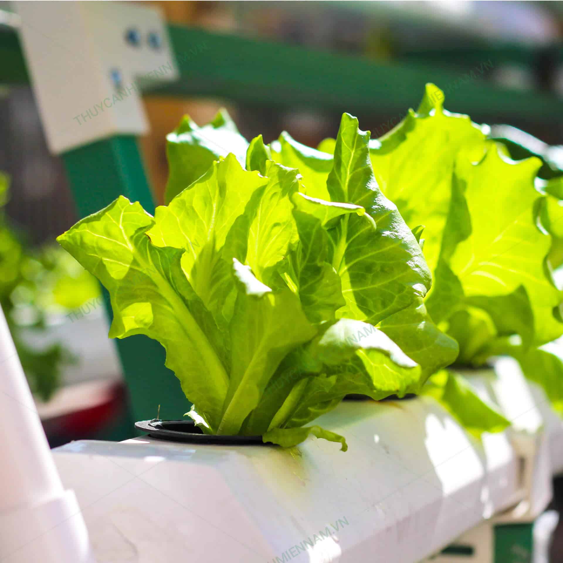 ro-mang-bo-cap-nuoc-thuy-canh - Thủy Canh Miền Nam